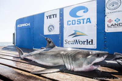 Mission – White Shark | OCEARCH Shark Tracker