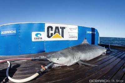 Catalina – Tiger Shark | OCEARCH Shark Tracker