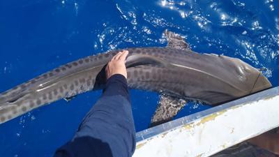 Ema – Tiger Shark | OCEARCH Shark Tracker