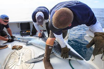 Vader – Shark | OCEARCH Shark Tracker