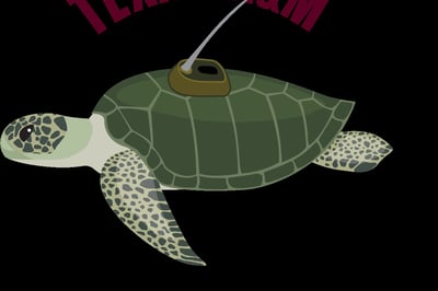 Melodi – Olive Ridley Turtle | OCEARCH Shark Tracker