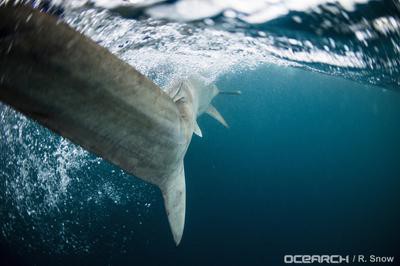 Buddy – Hammerhead Shark | OCEARCH Shark Tracker
