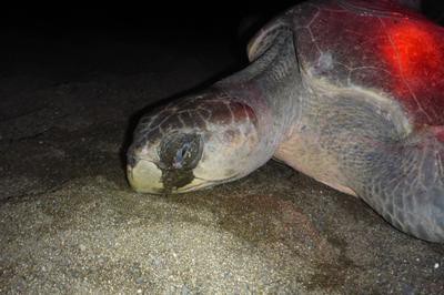 Edith – Olive Ridley Turtle | OCEARCH Shark Tracker
