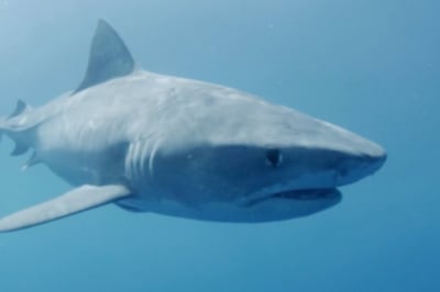 Fletcher – Tiger Shark | OCEARCH Shark Tracker
