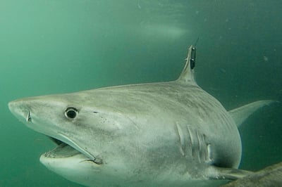 Collette – Tiger Shark | OCEARCH Shark Tracker