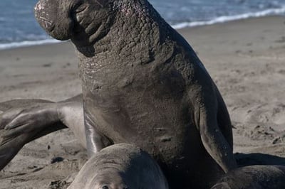Rypouš sloní - Biosféra - fauna a flora | Mapotic
