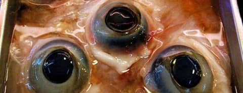 how to cook fish eyeballs