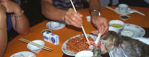 Live Monkey Brain Delicacy