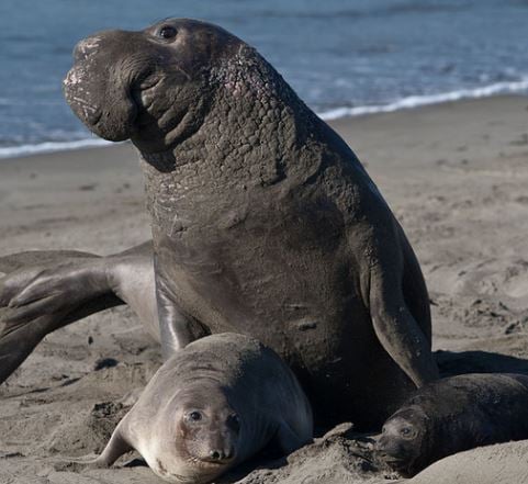 Rypouš sloní - Biosféra - fauna a flora | Mapotic