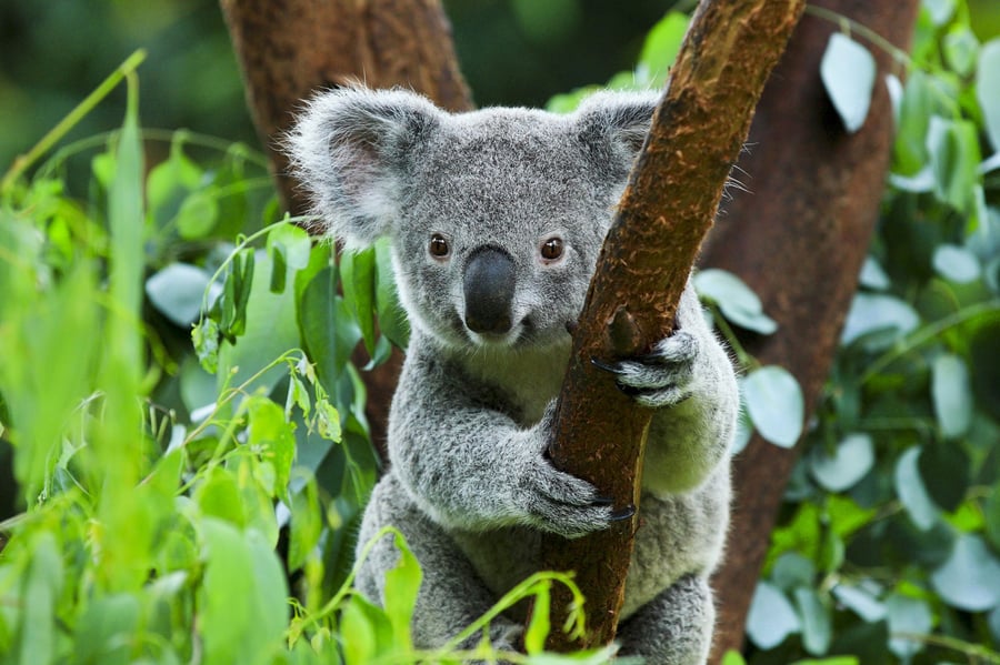 Koala medvídkovitý - Biosféra - fauna a flora | Mapotic