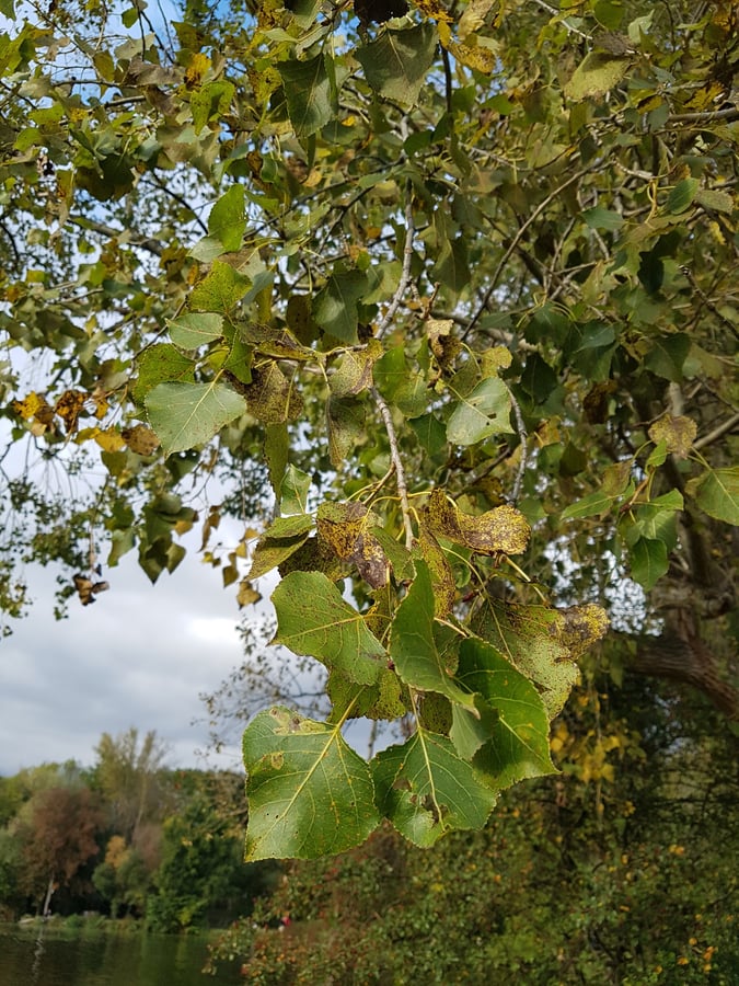 Topol černý / Populus nigra L. - Botanická mapa - Divoká Šárka | Mapotic