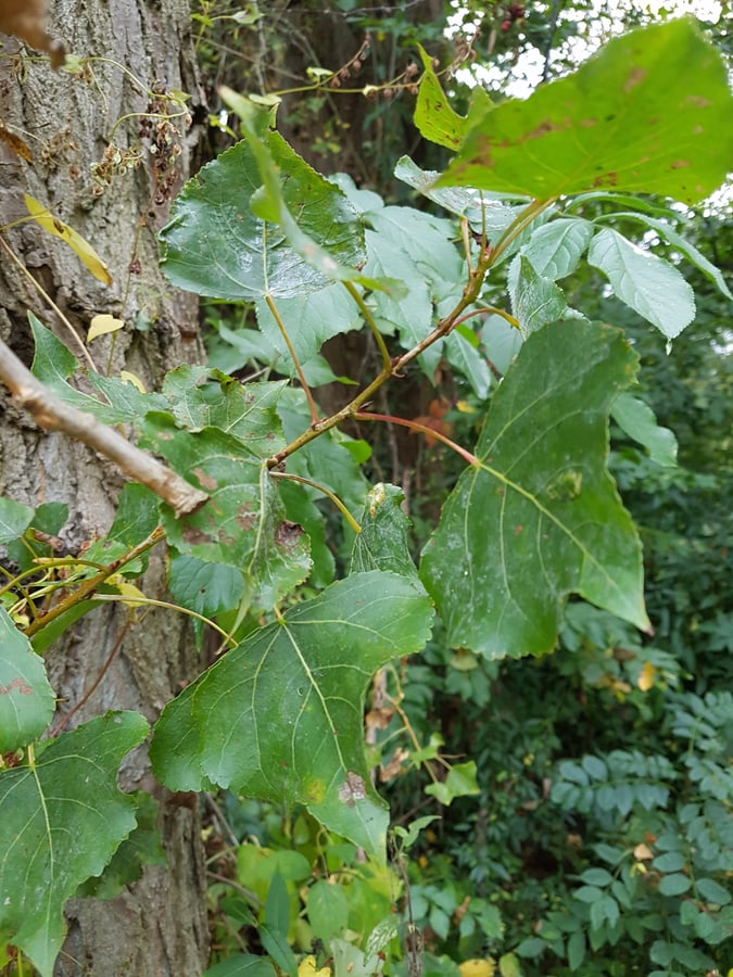 Topol černý / Populus nigra L. - Botanická mapa - Divoká Šárka | Mapotic