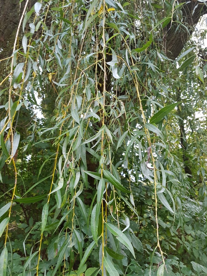 Vrba babylónská / Salix babylonica L. - Botanická mapa - Divoká Šárka | Mapotic