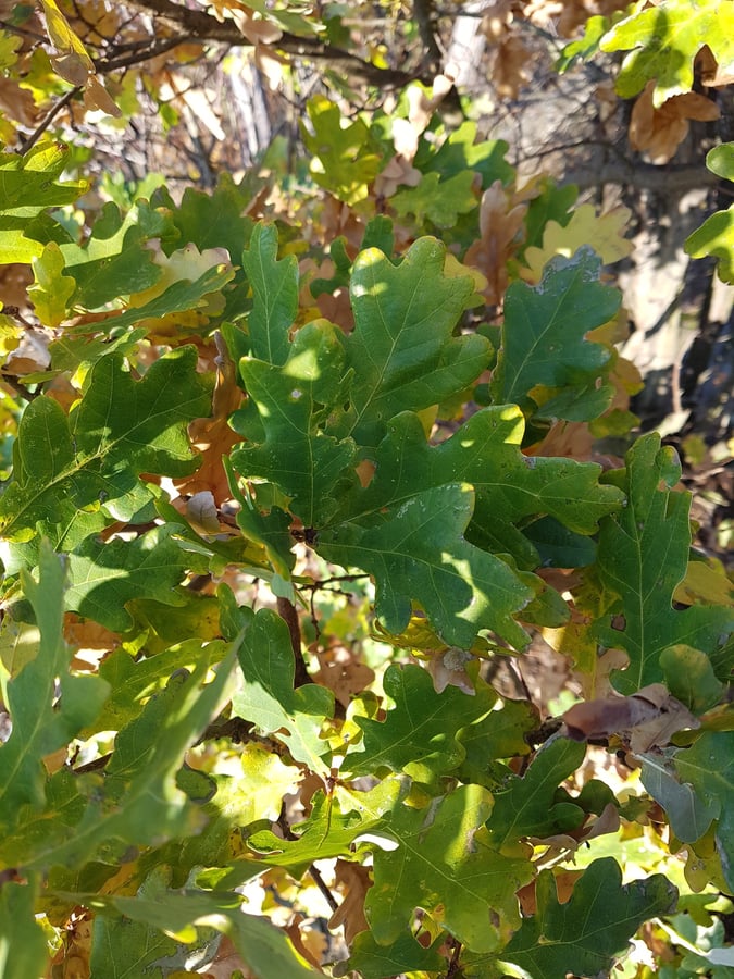 Dub letní / Quercus robur - Botanická mapa - Divoká Šárka | Mapotic