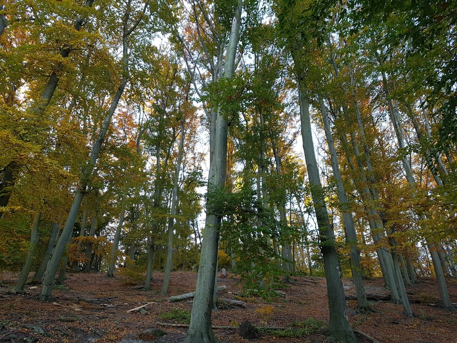Buk lesní / Fagus sylvatika - Botanická mapa - Obora Hvězda | Mapotic