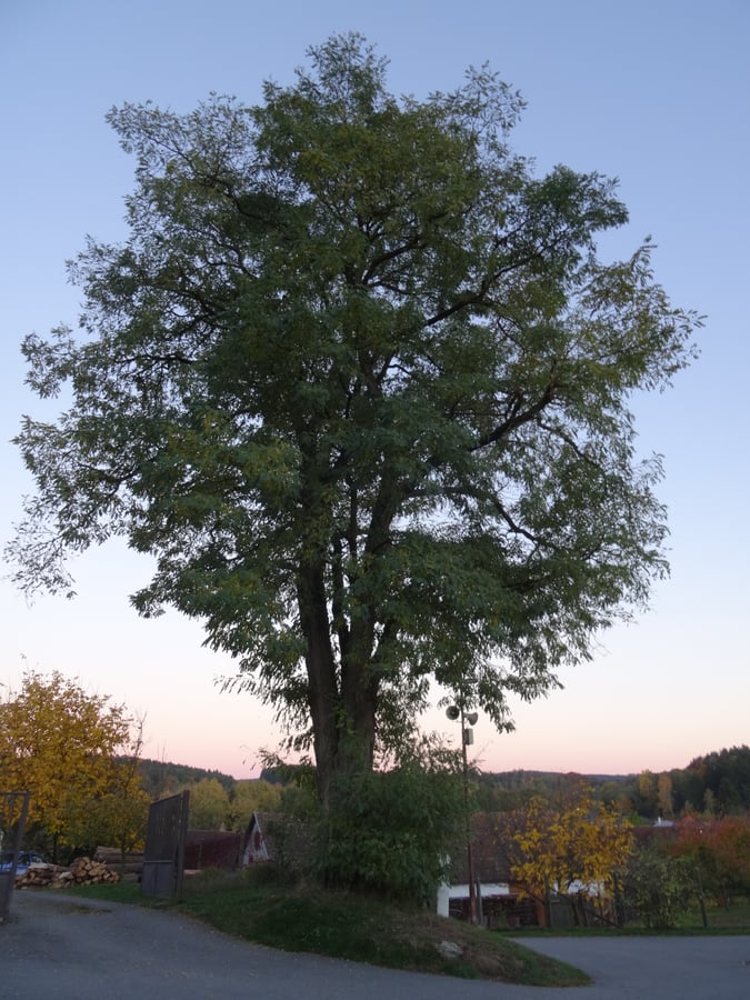 akát v zajíčkově - Významné stromy | Mapotic